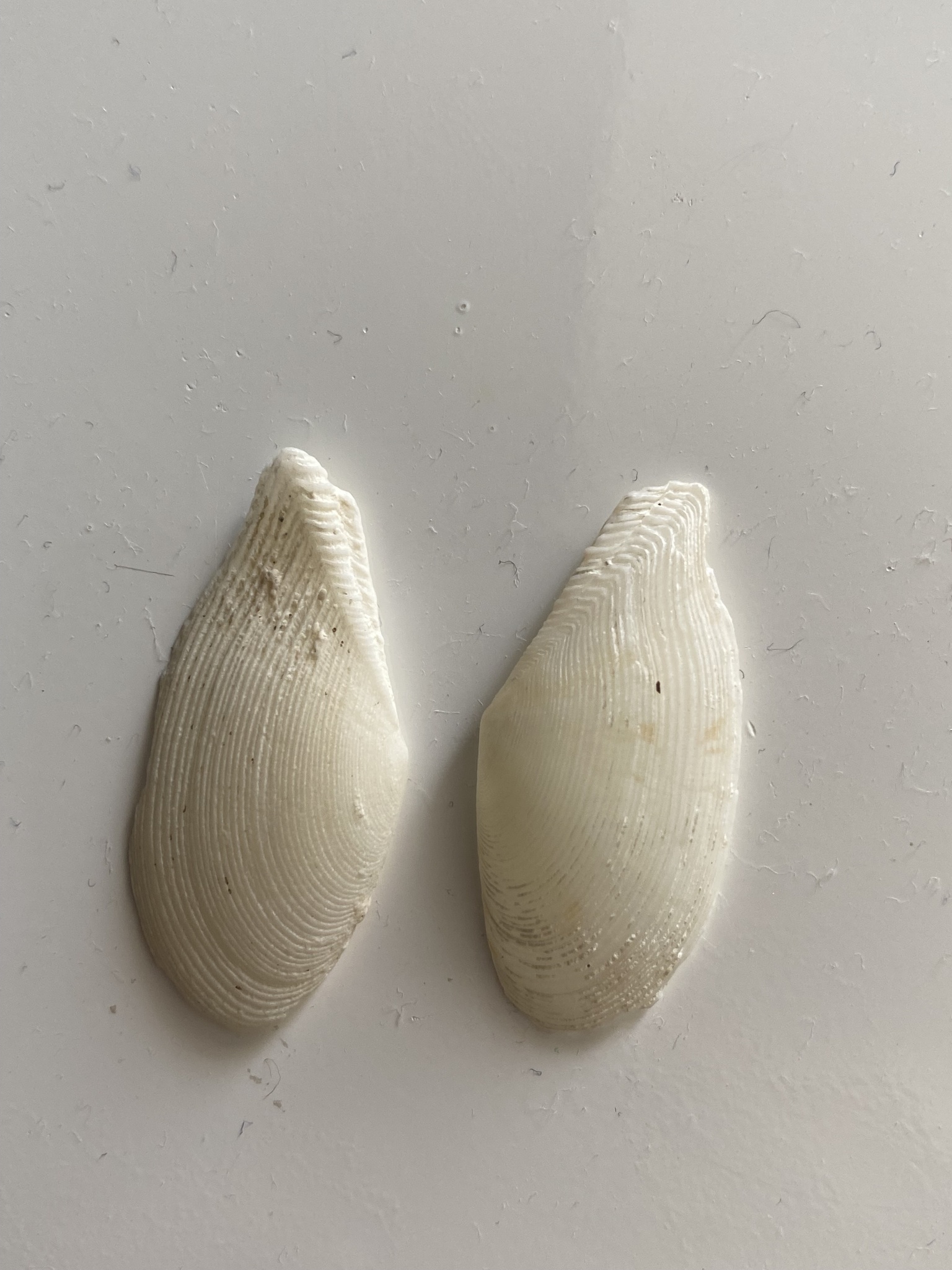 Tellinella listeri (Röding, 1798)