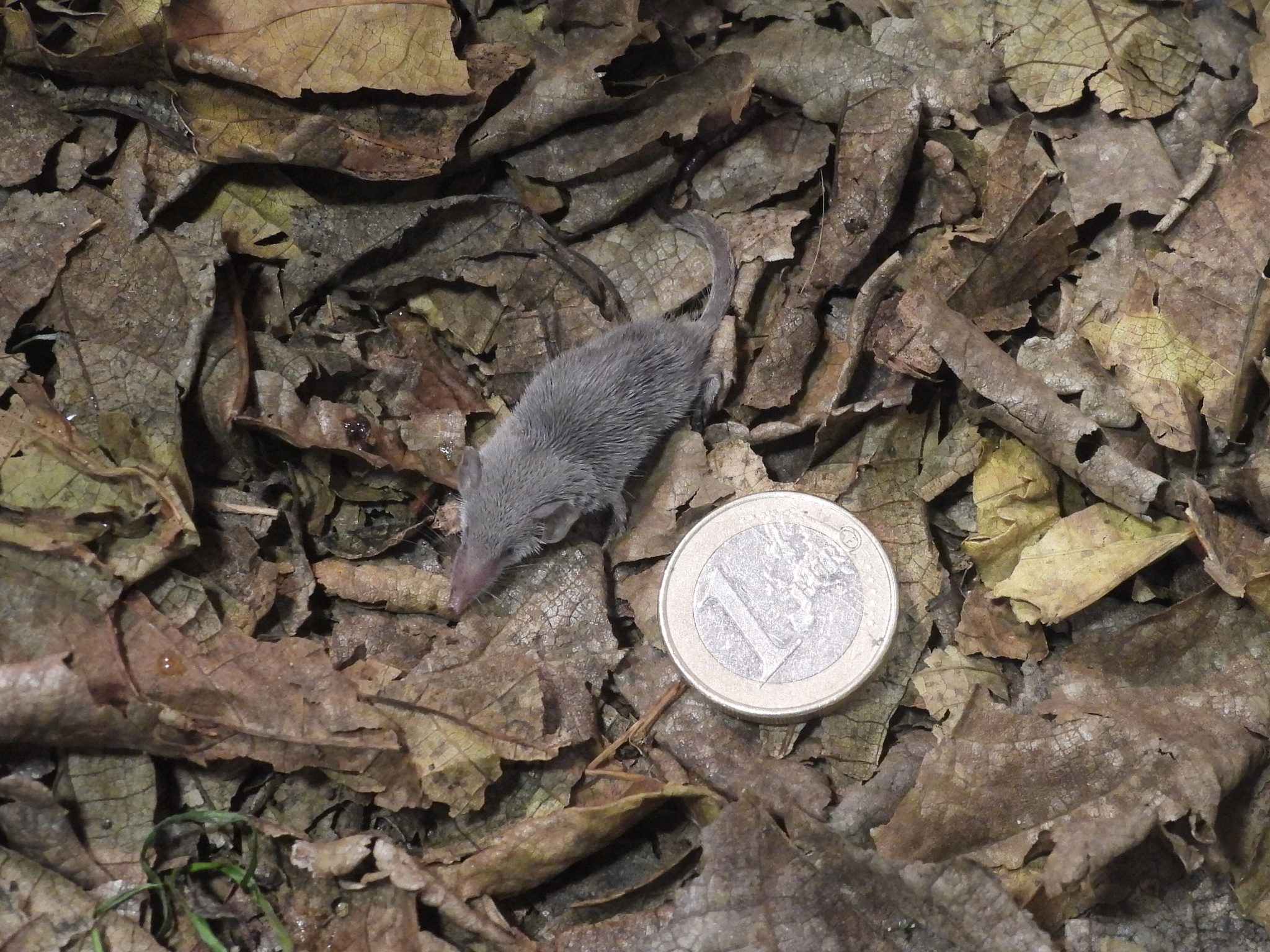 Suncus etruscus (Savi, 1822)