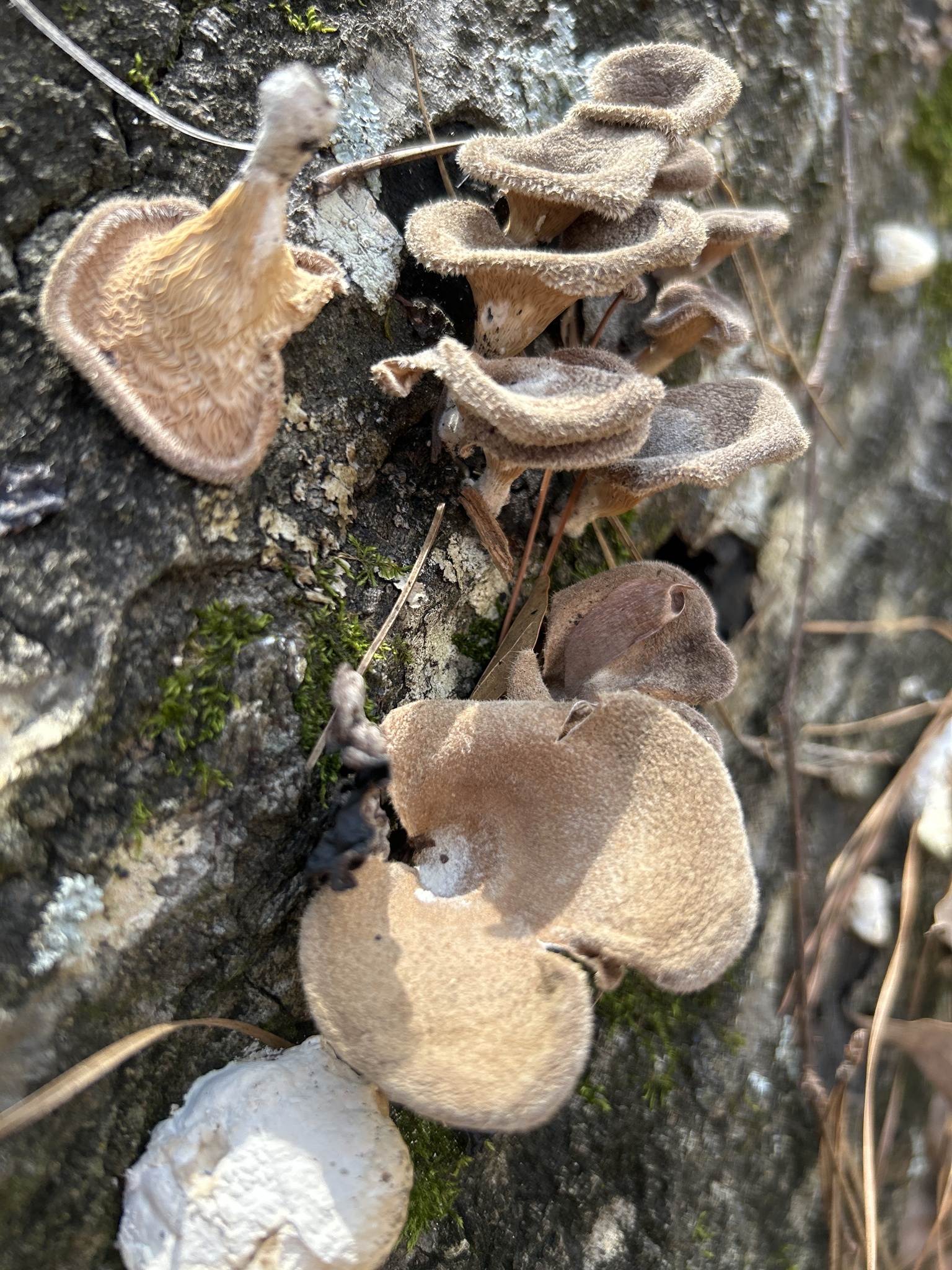 Panus neostrigosus Drechsler-Santos & Wartchow