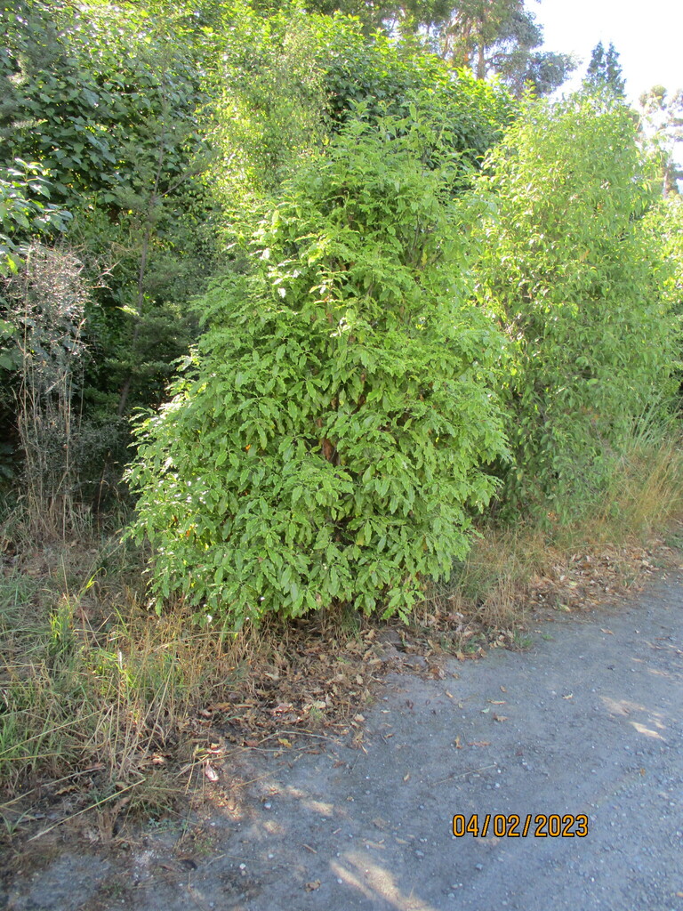 Tarata (Lemonwood) from Frankton, Queenstown, New Zealand on February ...