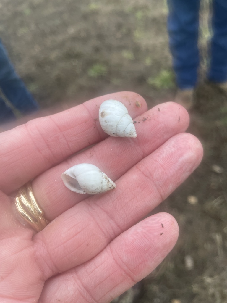 Whitewashed Rabdotus from Broadcast Hill Dr, Fort Worth, TX, US on ...