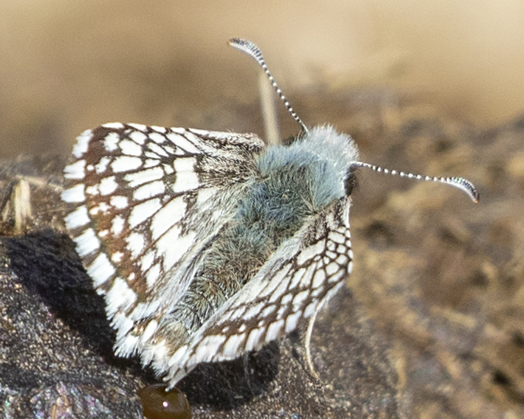 Common Checkered-Skipper from Piceance- East Douglas HMA, Rio Blanco ...