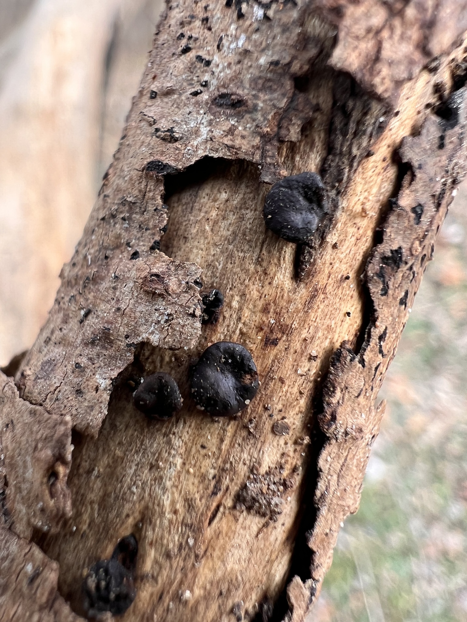 Trichoderma lixii (Pat.) P.Chaverri
