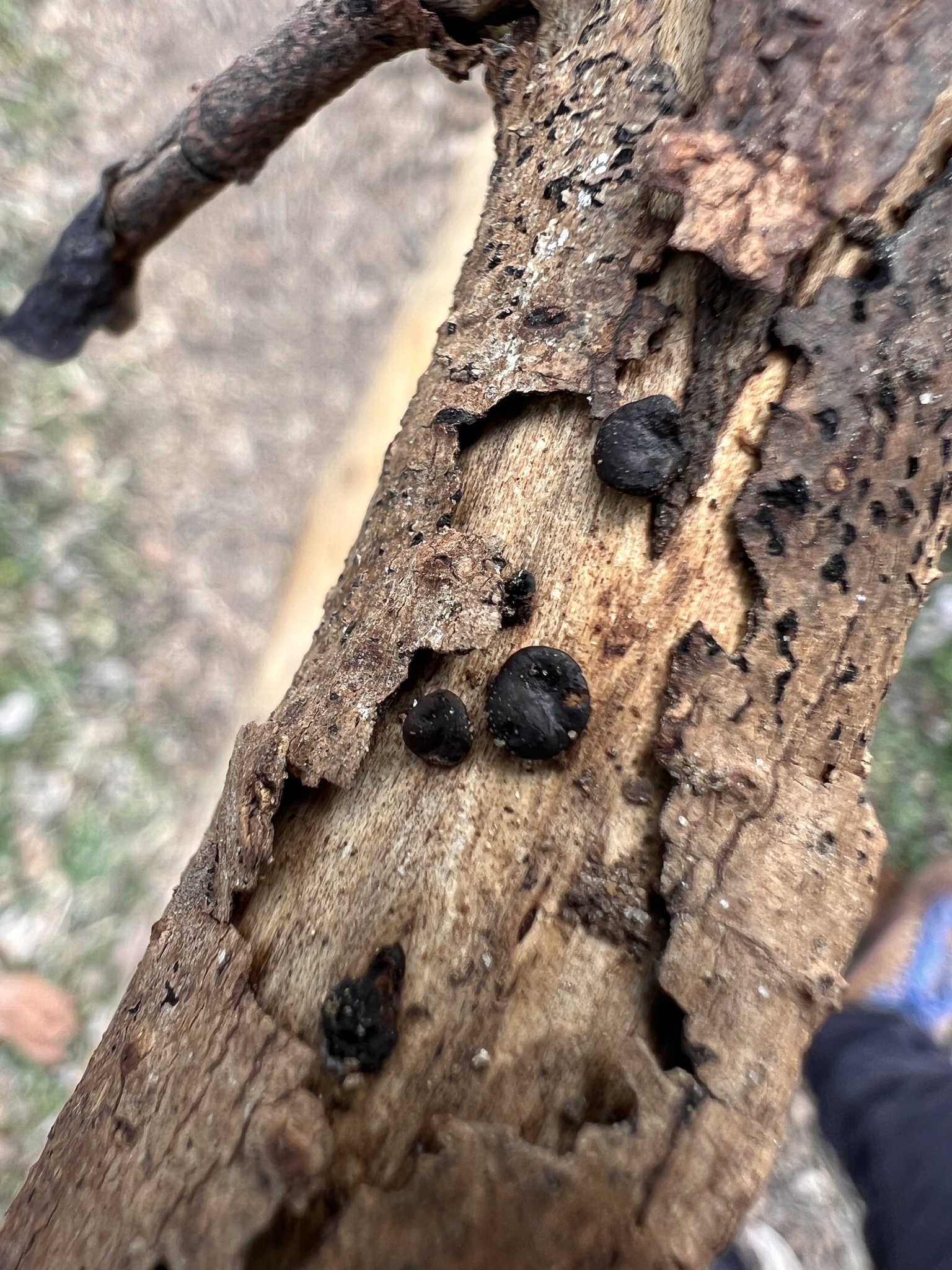 Trichoderma lixii (Pat.) P.Chaverri