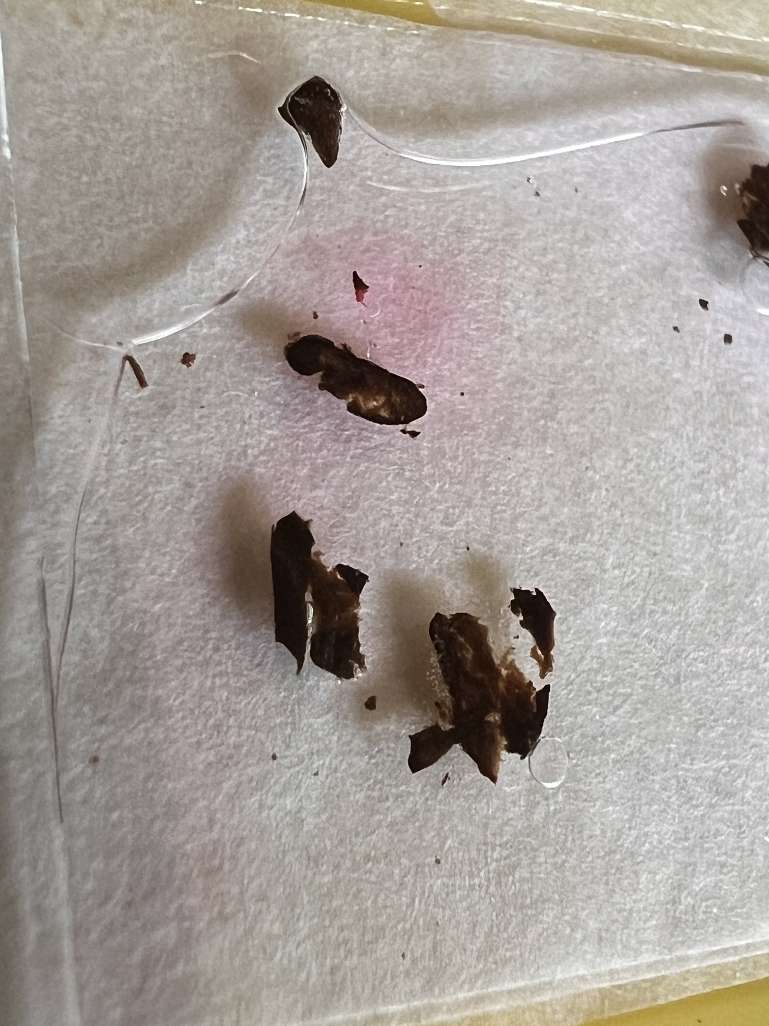 Trichoderma lixii (Pat.) P.Chaverri