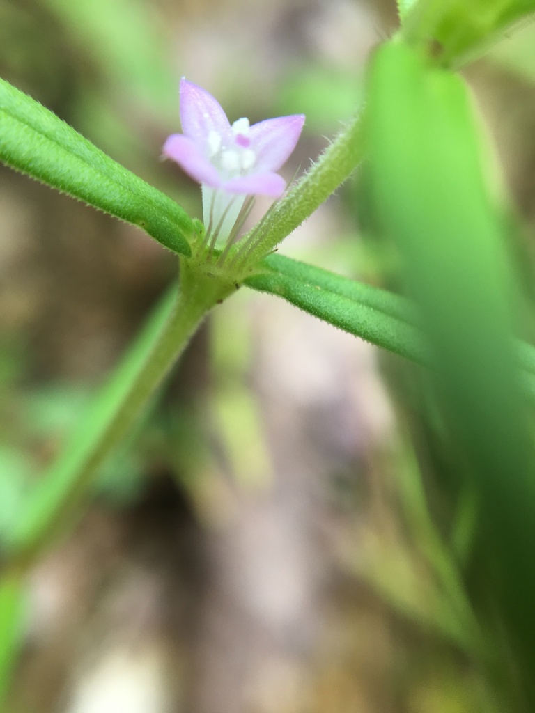 rough buttonweed from Lancaster County, PA, USA on July 29, 2017 at 01: ...