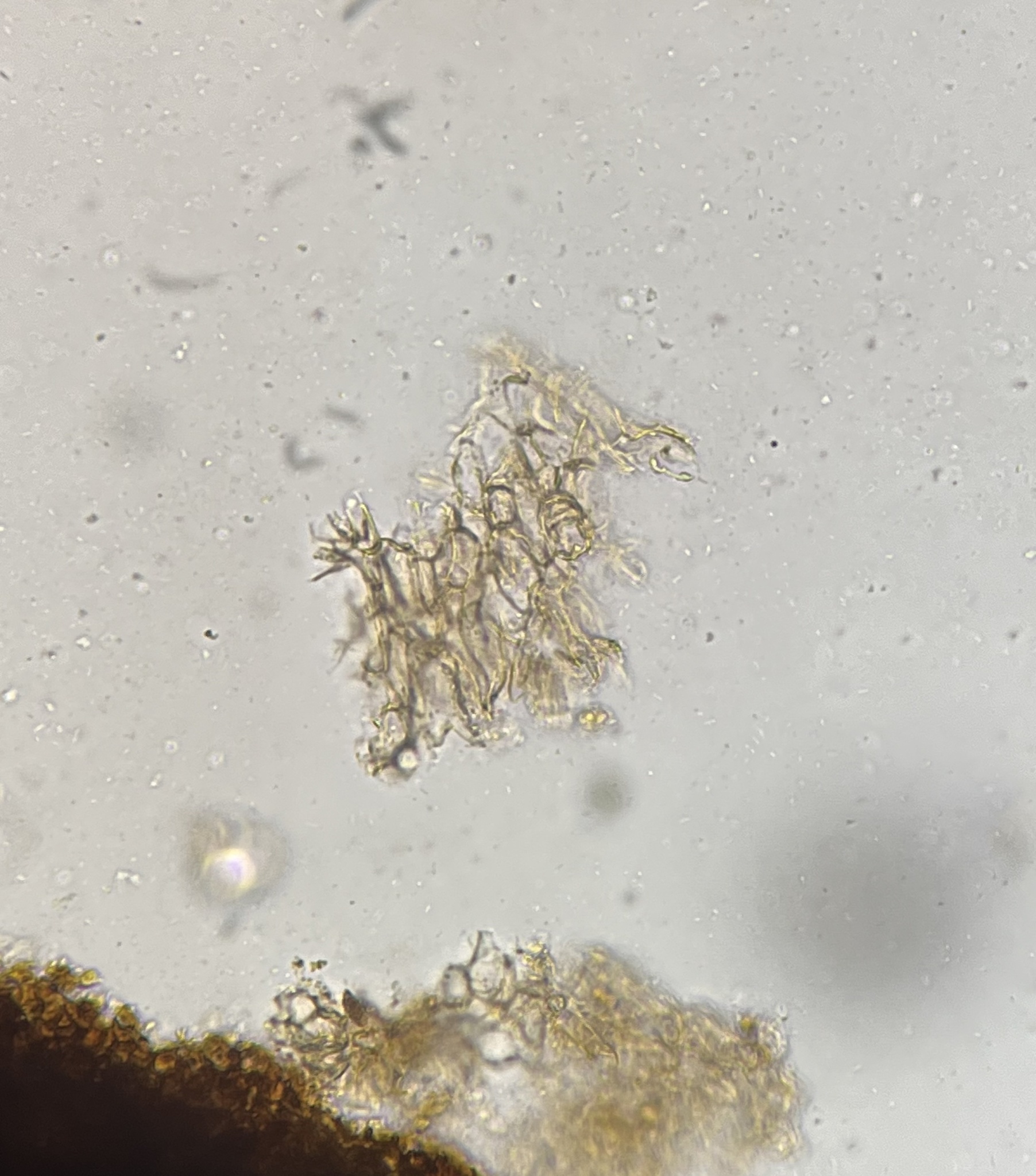 Trichoderma lixii (Pat.) P.Chaverri