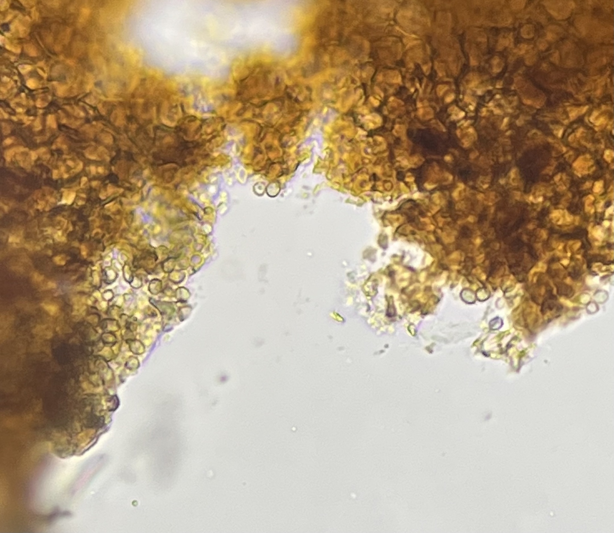 Trichoderma lixii (Pat.) P.Chaverri
