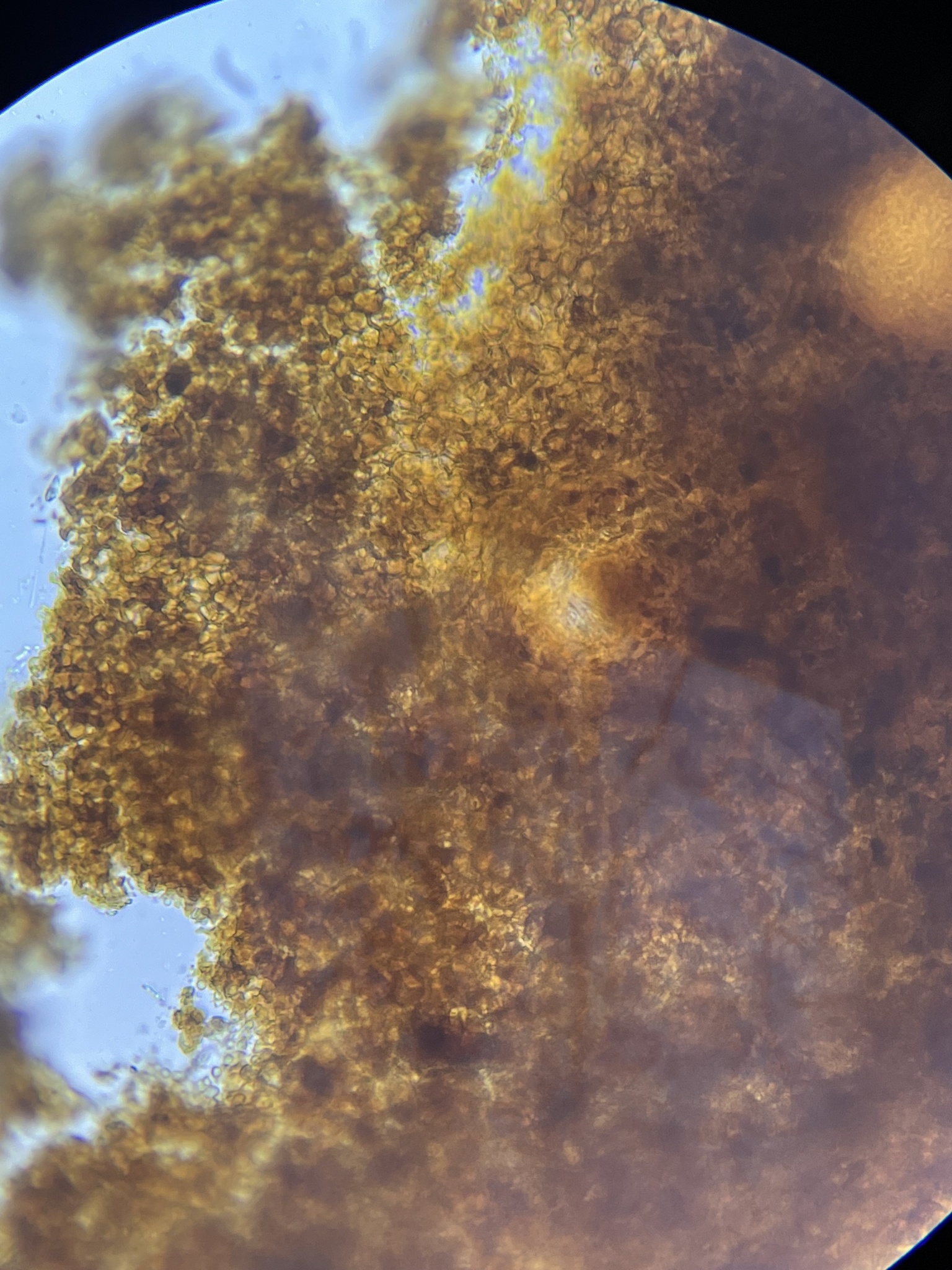 Trichoderma lixii (Pat.) P.Chaverri