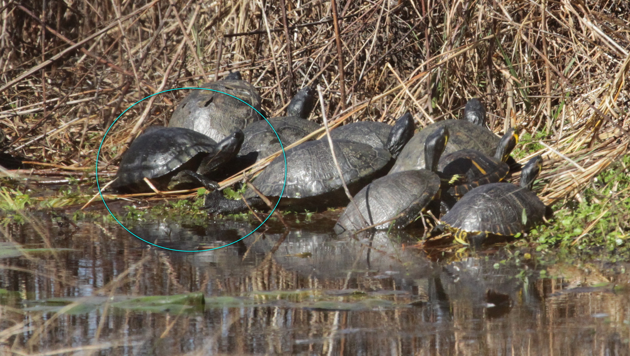 Trachemys scripta scripta