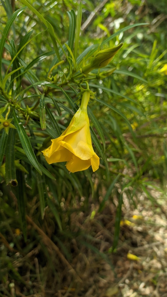 Be-still tree from Puerto Madero, CABA, Argentina on February 3, 2023 ...