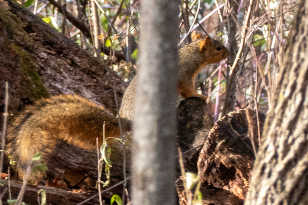 Fox Squirrel from Savage, MN, USA on November 02, 2020 at 11:23 AM by ...