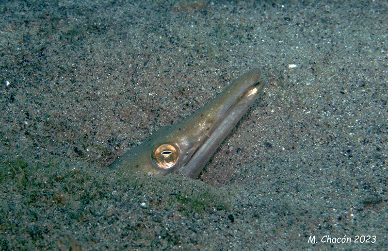 Ophisurus Lacepède, 1800