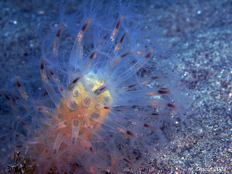 Veretillum cynomorium (Pallas, 1766)