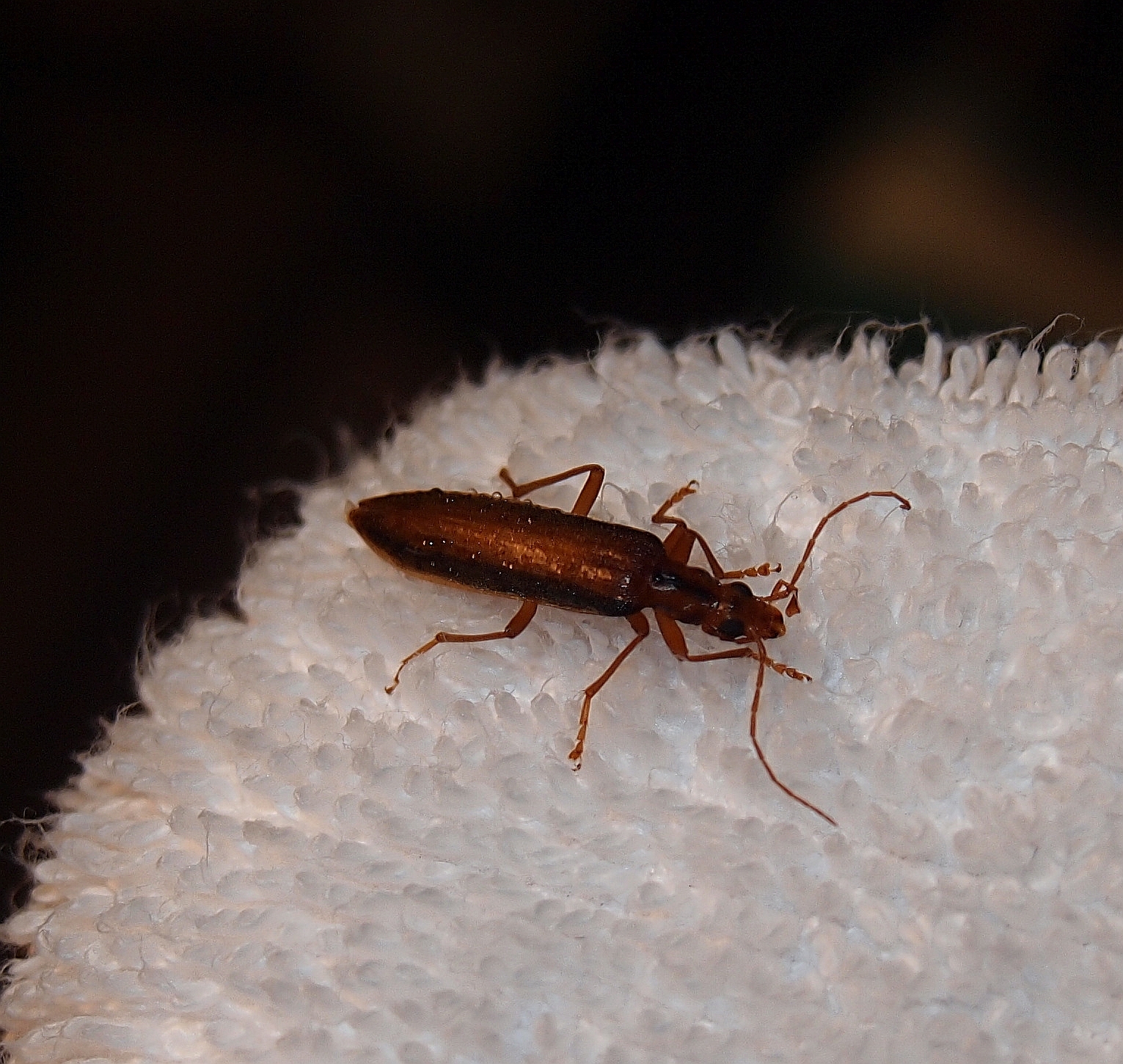 Thelyphassa Pascoe, 1876-01