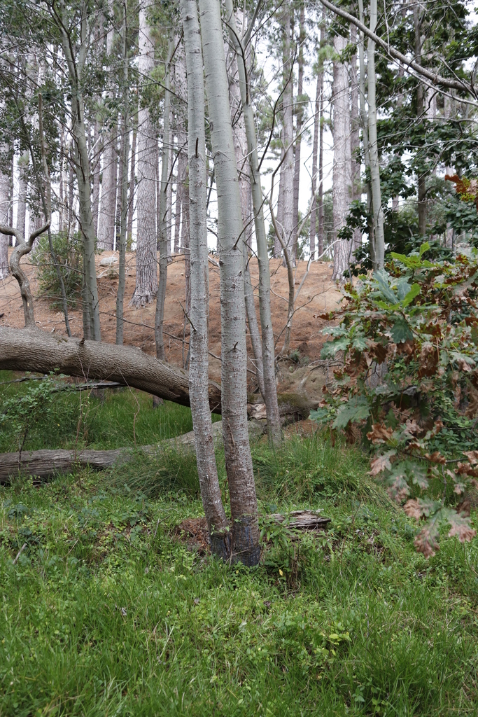 Grey Poplar from Tokai Arboretum Nursery Stream on February 07, 2023 at ...