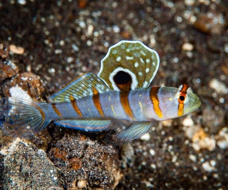 Sailfin Shrimpgoby (Amblyeleotris randalli) - Marine Life Identification