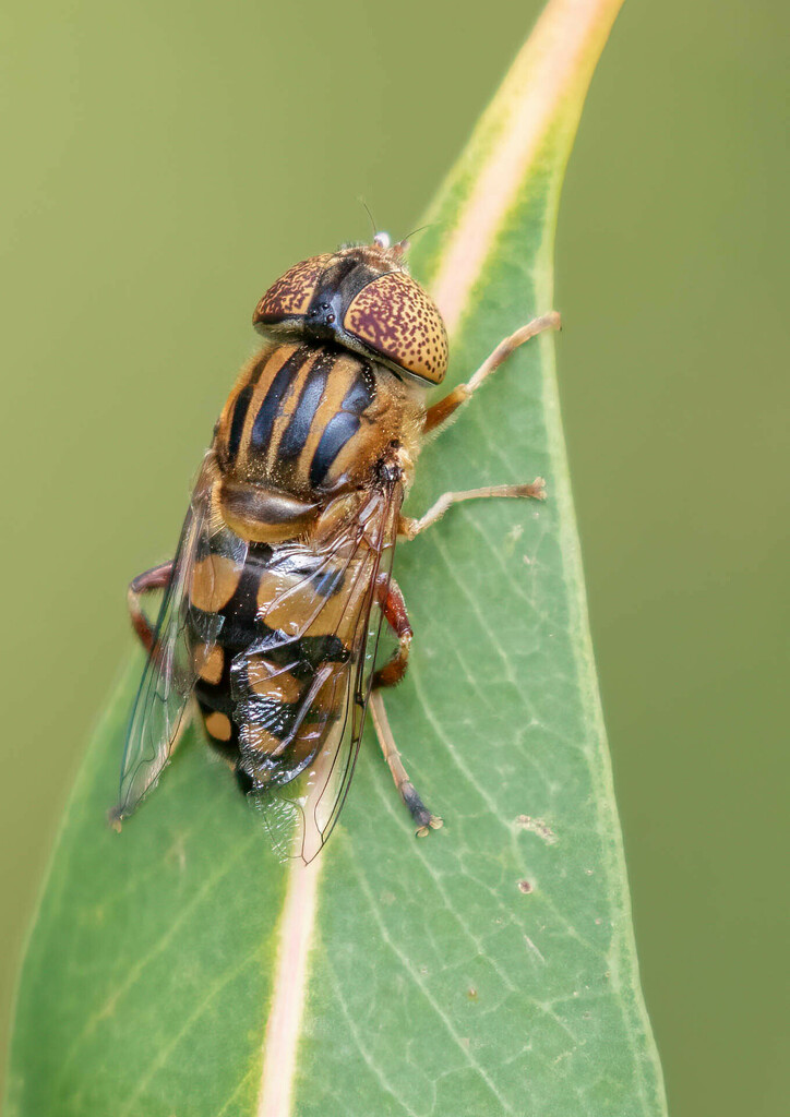 Native Drone Fly from Main Ridge VIC 3928, Australia on February 07 ...