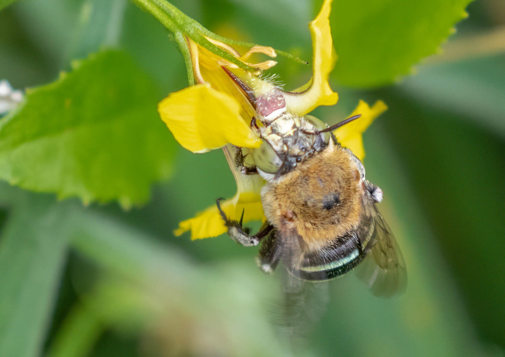 Blue-banded and Allied Digger Bees from Main Ridge VIC 3928, Australia ...