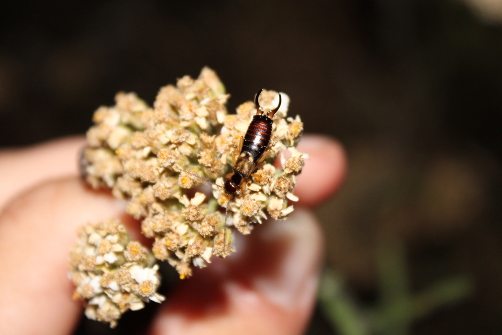 European Earwig from Mount Pleasant, Christchurch 8081, New Zealand on ...