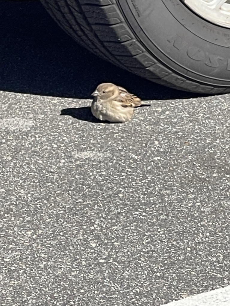 House Sparrow from Pembroke, NC, USA on February 07, 2023 at 01:36 PM ...