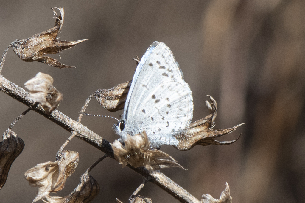 Summer Azure from Oak Ridge, TN, USA on February 7, 2023 at 02:06 PM by ...
