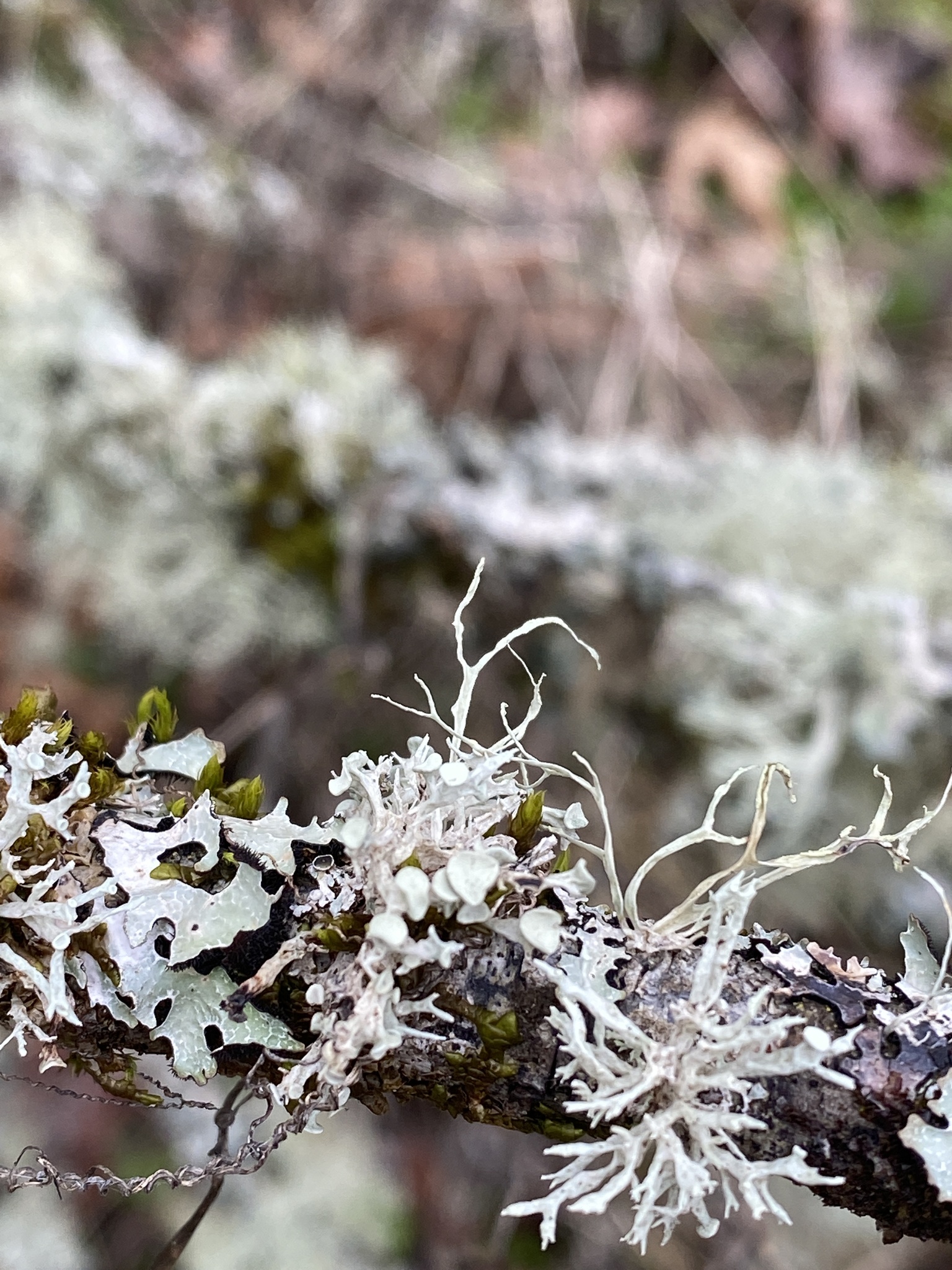 Ramalina dilacerata (Hoffm.) Hoffm.