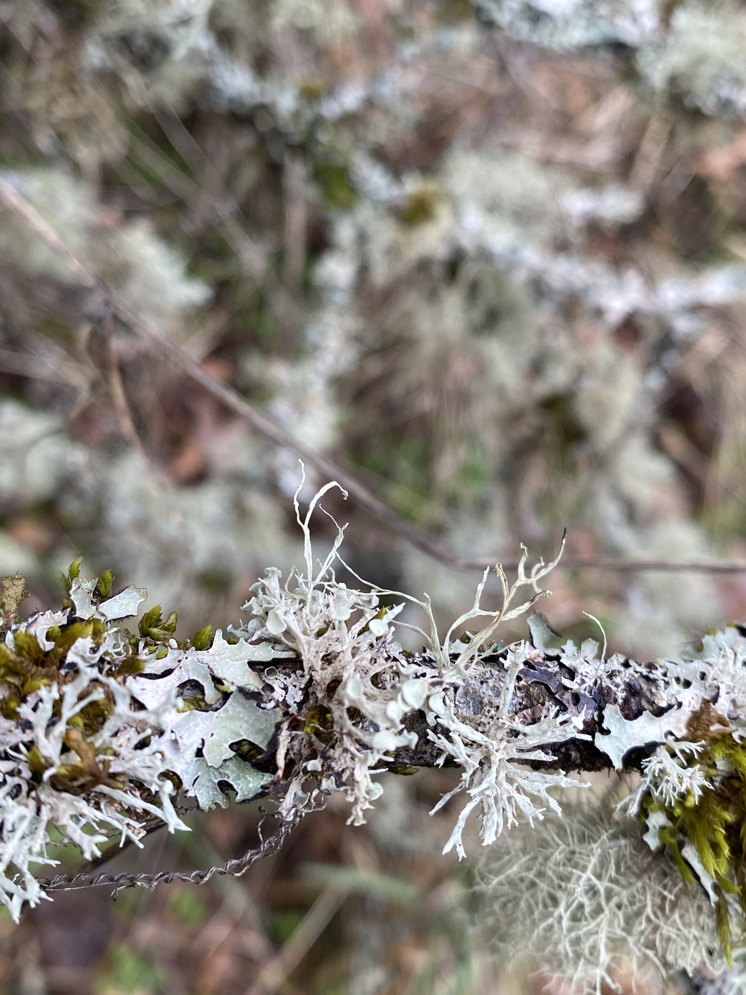 Ramalina dilacerata (Hoffm.) Hoffm.