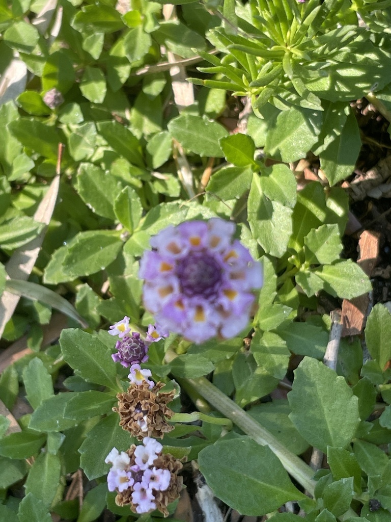 turkey tangle frogfruit from Oaklands Cr, Frankston, VIC, AU on ...