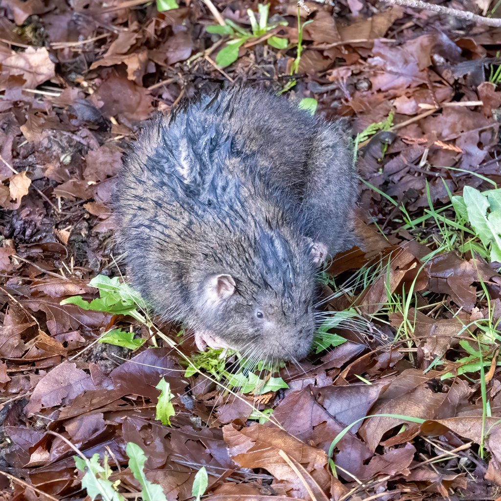 Aplodontia rufa (Rafinesque, 1817)
