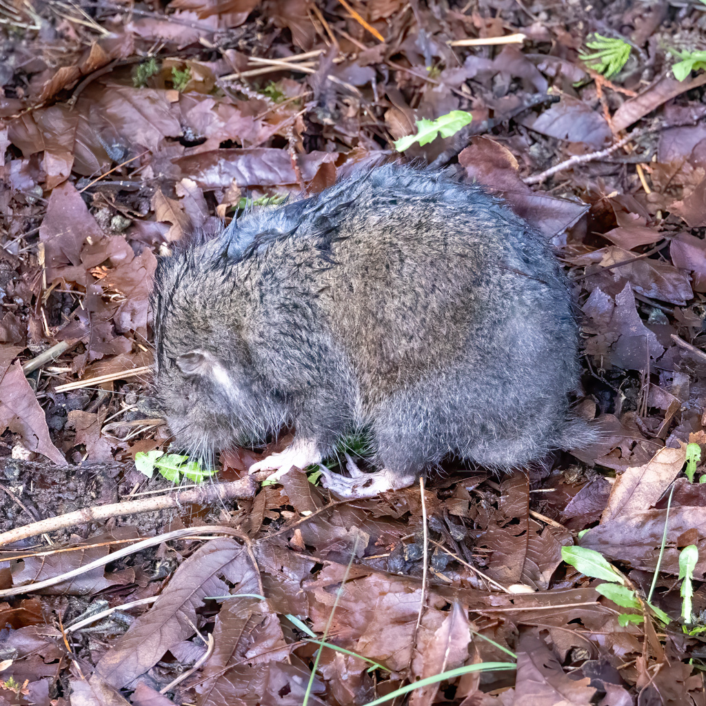 Aplodontia rufa (Rafinesque, 1817)