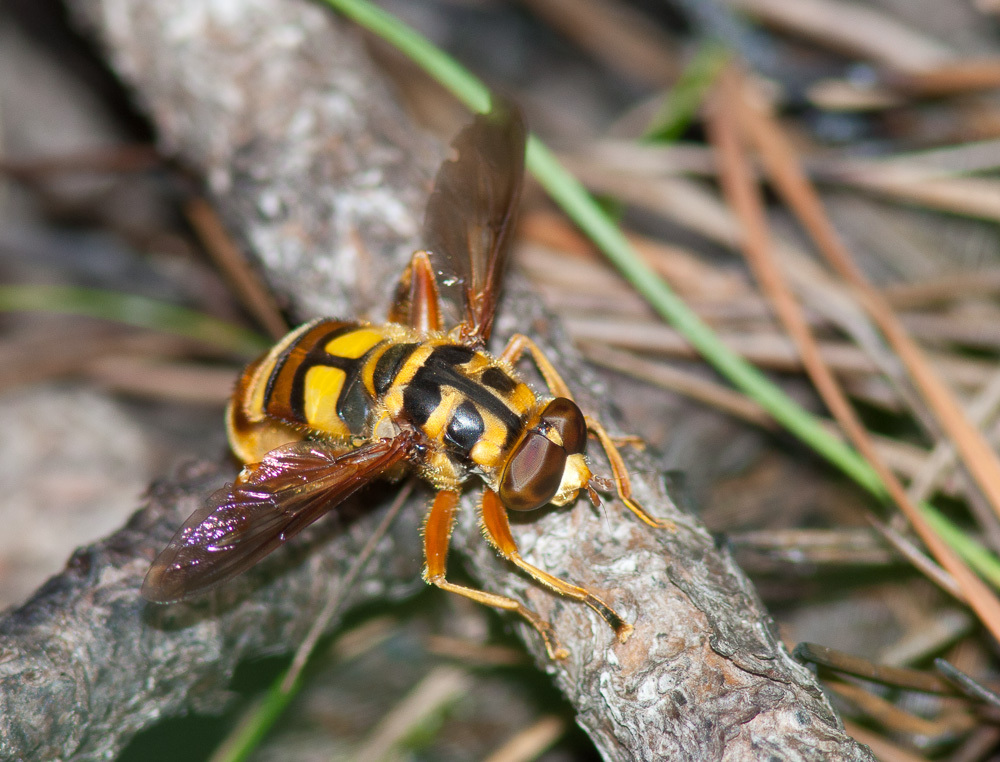 Virginia Flower Fly (Insects of Ohio) · iNaturalist
