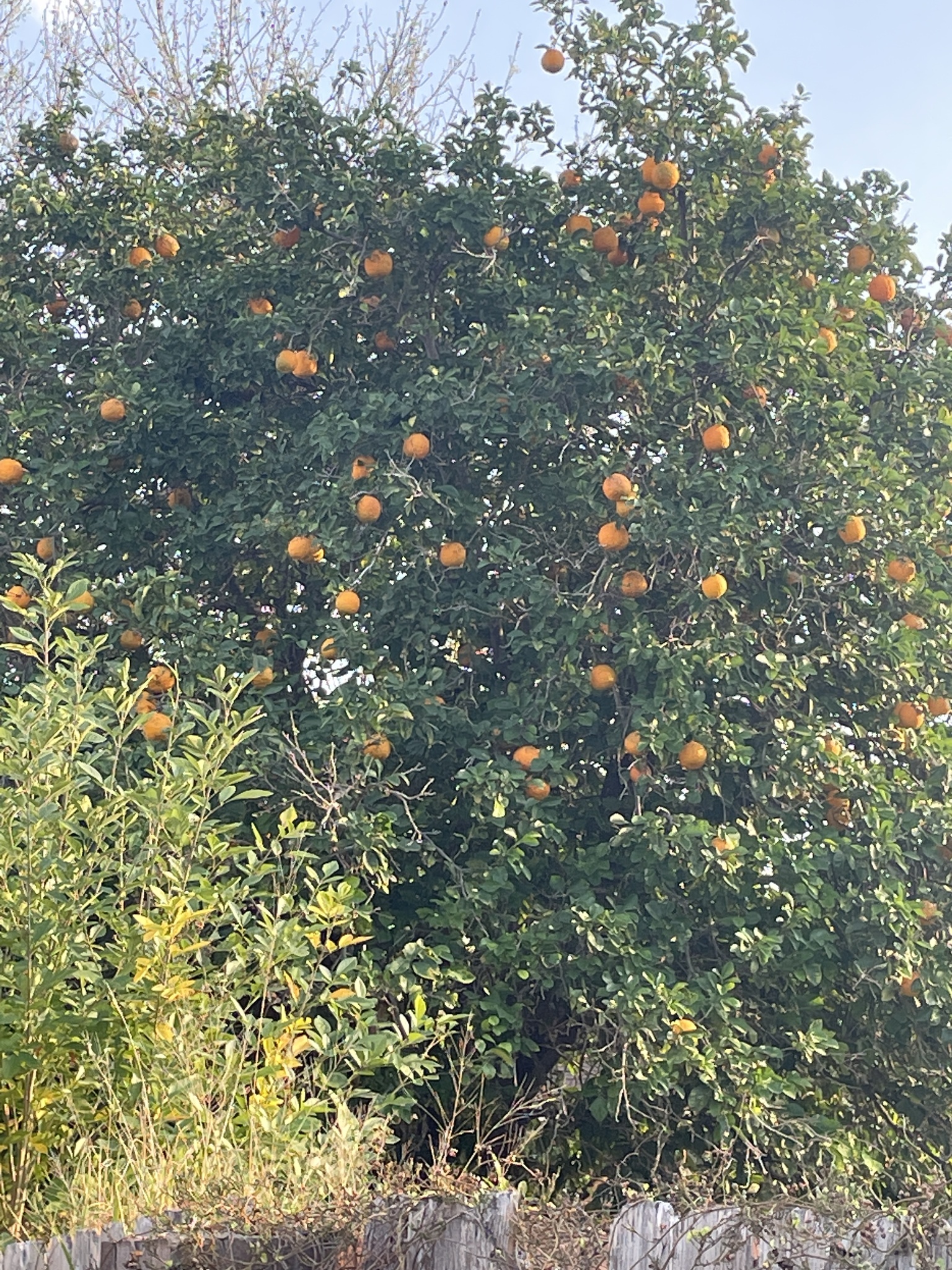 Citrus ×aurantium L.