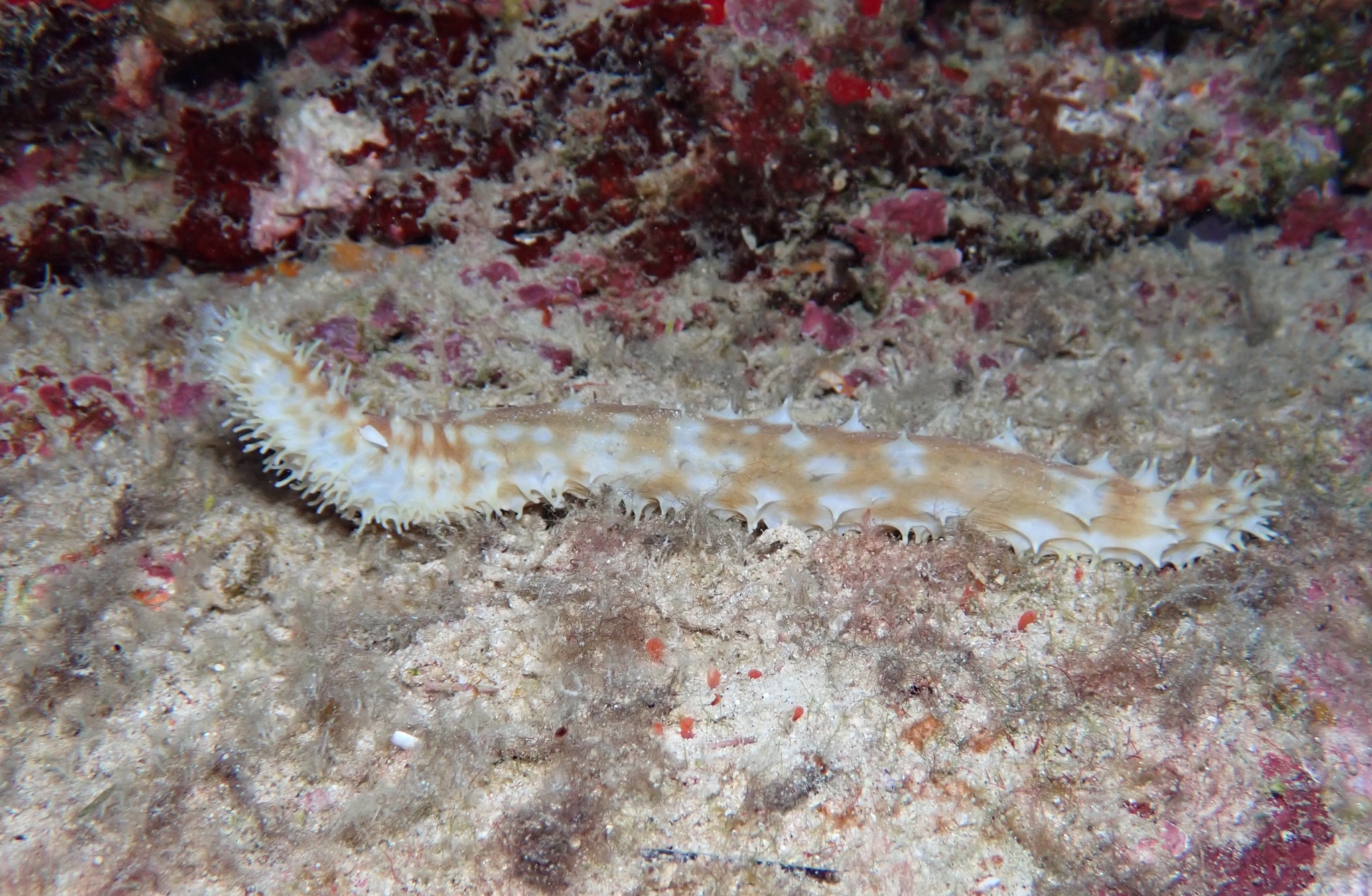 Holothuria hilla Lesson, 1830