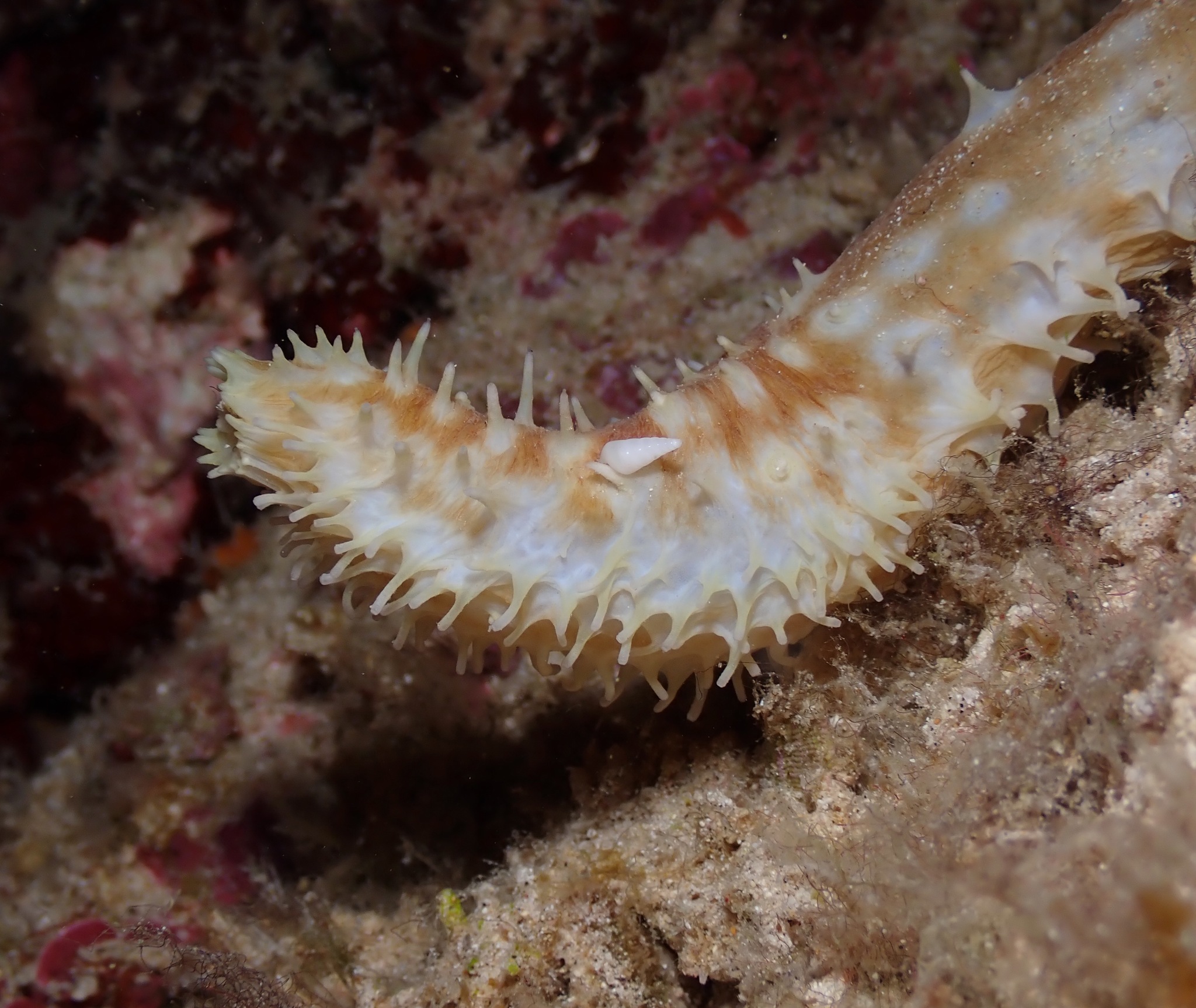 Holothuria hilla Lesson, 1830