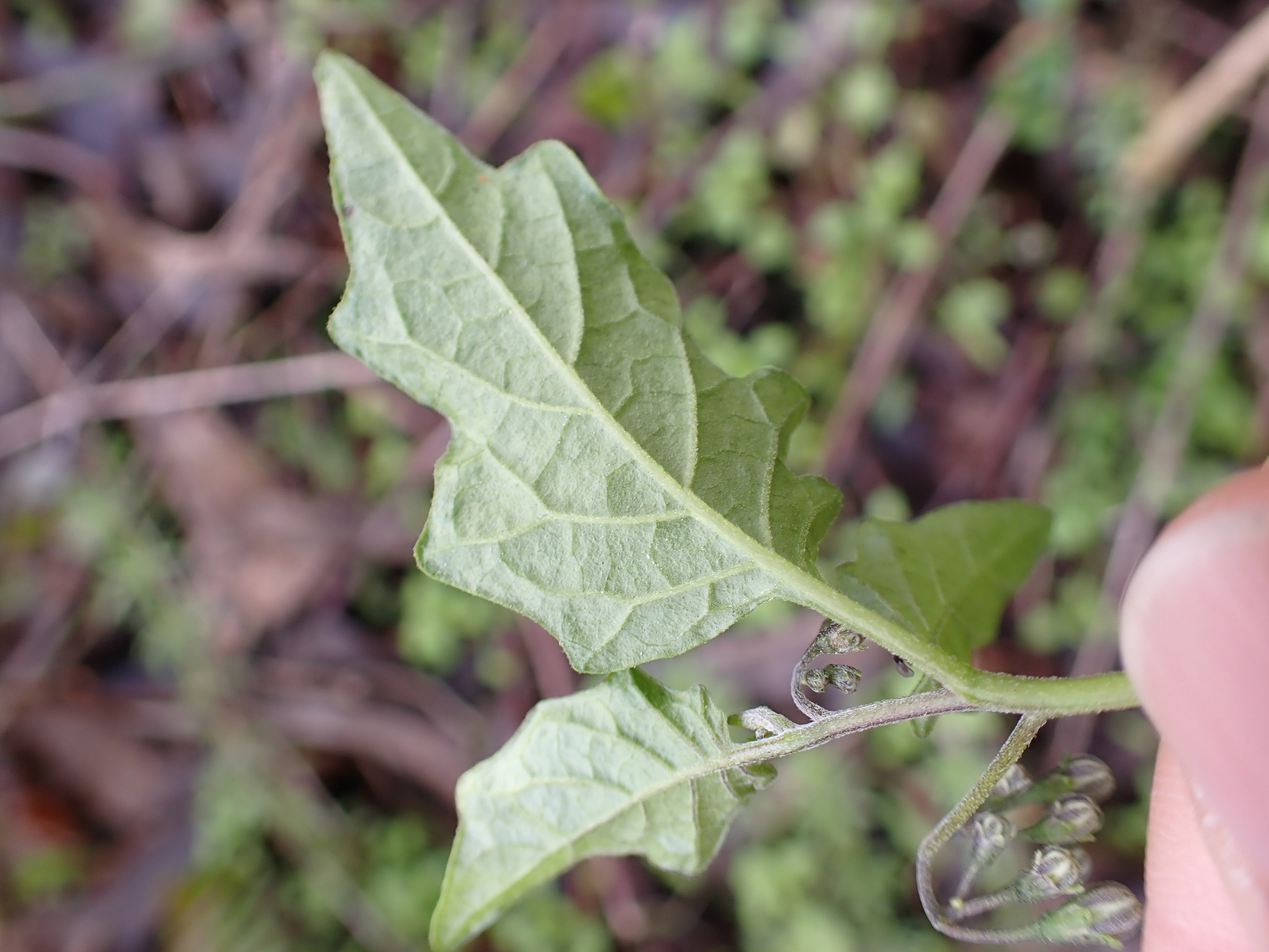 Solanum furcatum Dunal