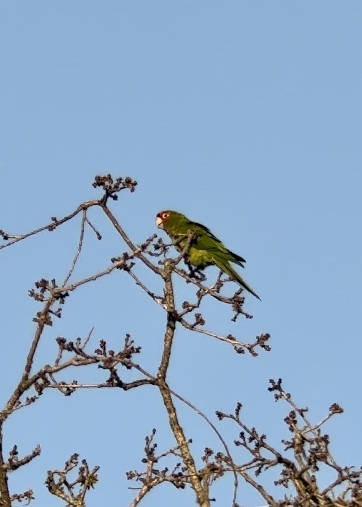 Mitred Parakeet from Pasadena, TX, US on February 5, 2023 at 05:30 PM ...