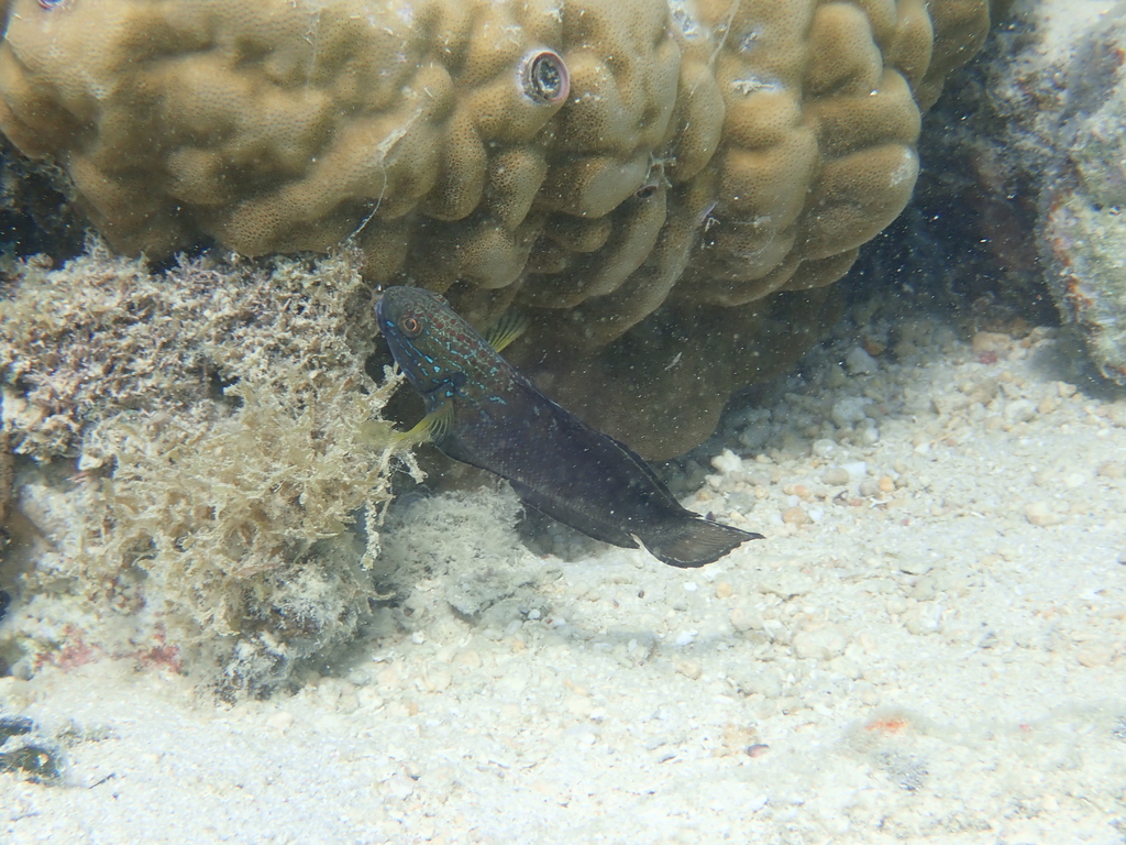 Whitebarred Goby from Guam, 66010 on February 04, 2023 at 10:55 AM by ...