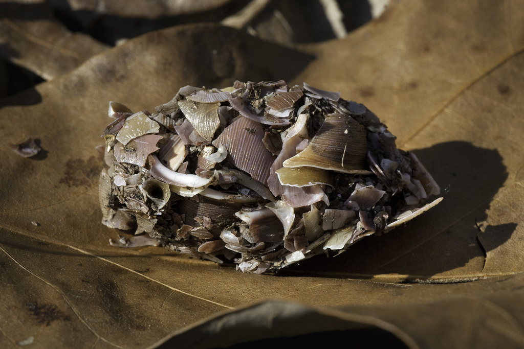 Birds from Abbeville County, SC, USA on February 6, 2007 at 04:25 PM by ...