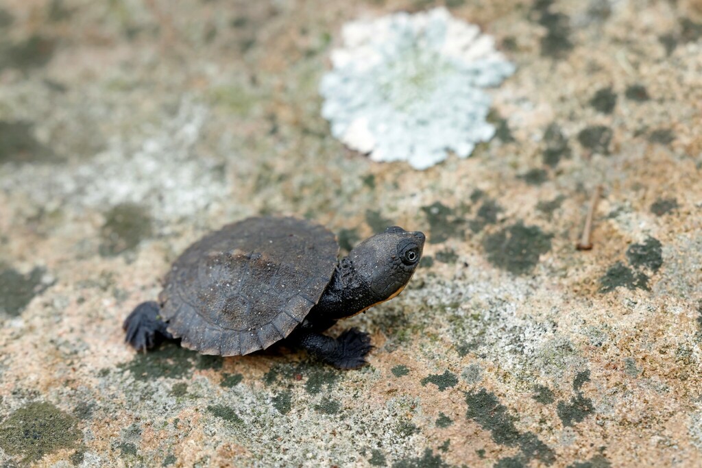 Eastern Saw-shelled Turtle from Brisbane QLD, Australia on February 4 ...