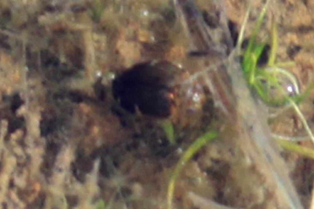 Laccophilus from Sacramento County, CA, USA on February 07, 2023 at 02: ...