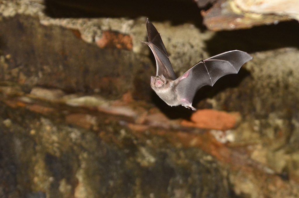 Common Vampire Bat from arroyo perucho verne on June 28, 2014 at 03:58 ...