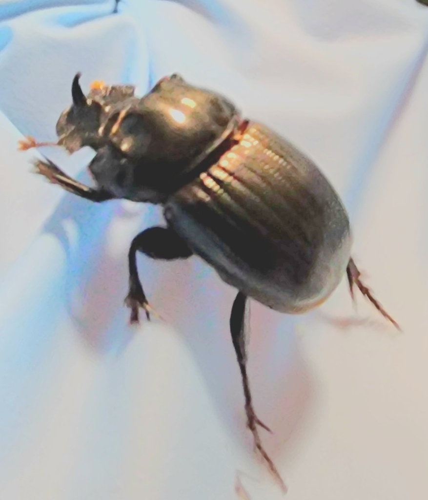 Mexican Dung Beetle from Dargaville 0310, New Zealand on February 7 ...