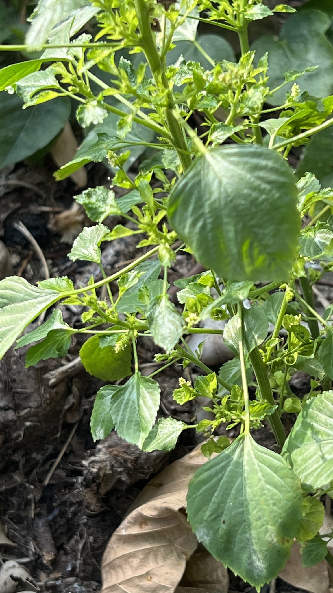 Acalypha indica L.