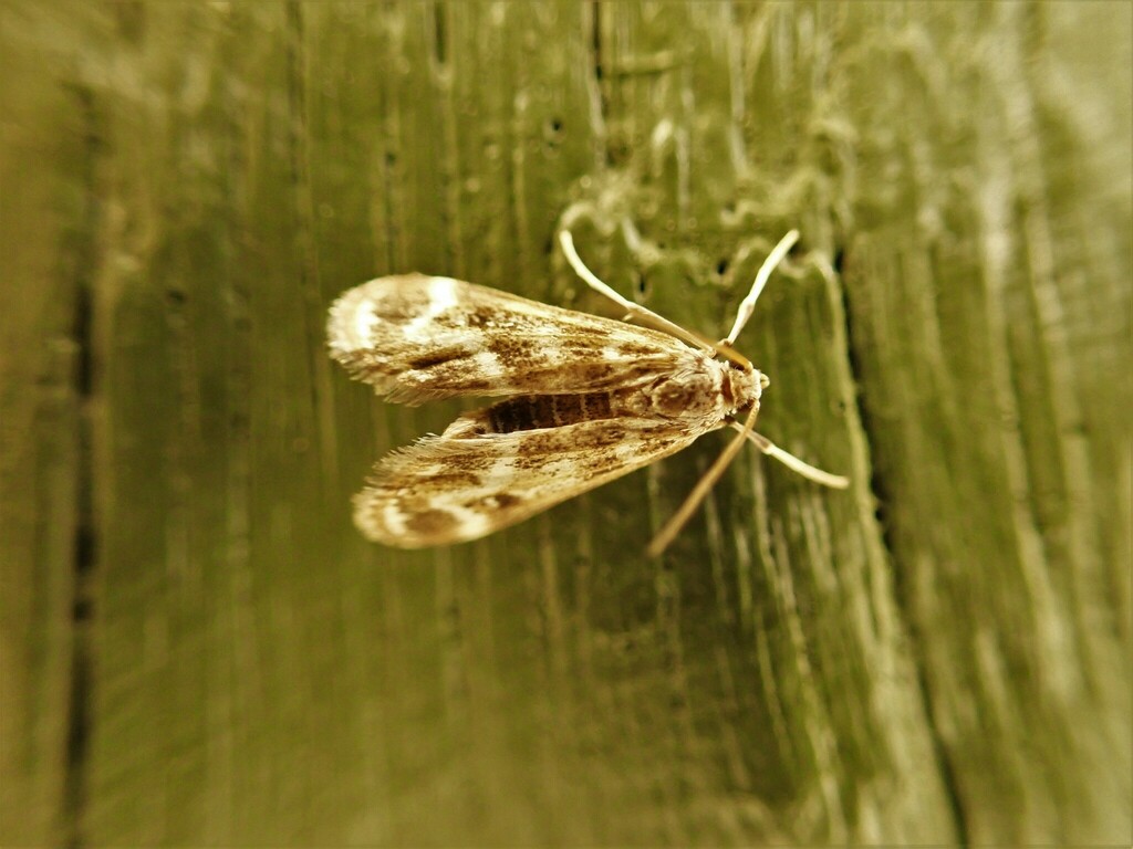 Pond moth from Lewis Pass, New Zealand on February 1, 2023 at 10:19 PM ...