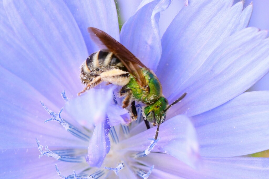 Bicolored Striped Sweat Bee in July 2022 by mistycal · iNaturalist