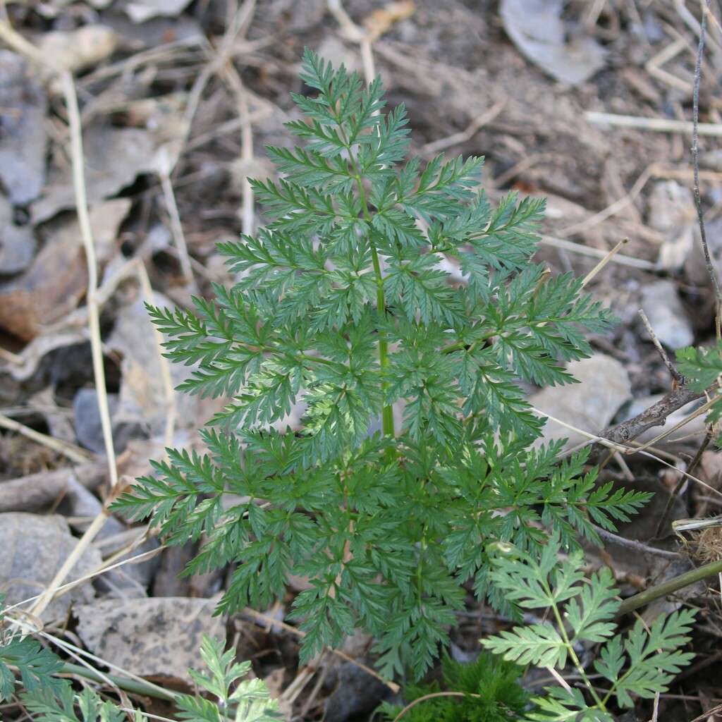 poison hemlock from Tumacacori, Tumacacori-Carmen, AZ, USA on February ...