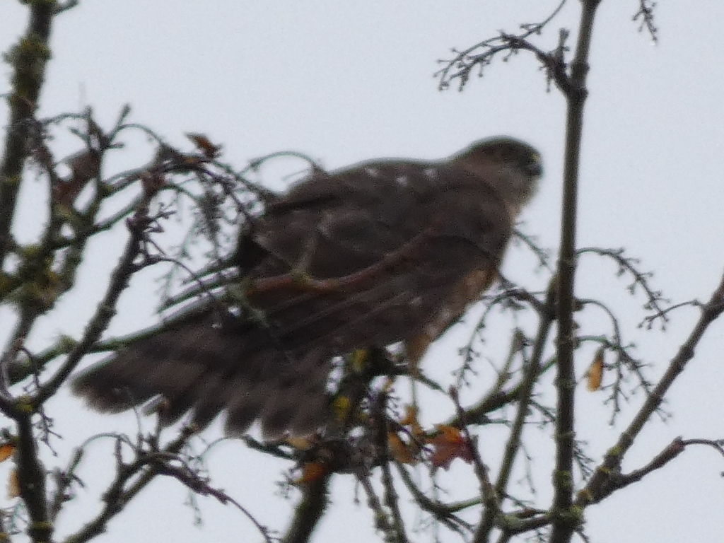 Sharp-shinned Hawk from Lebanon, OR 97355, USA on February 7, 2023 at ...