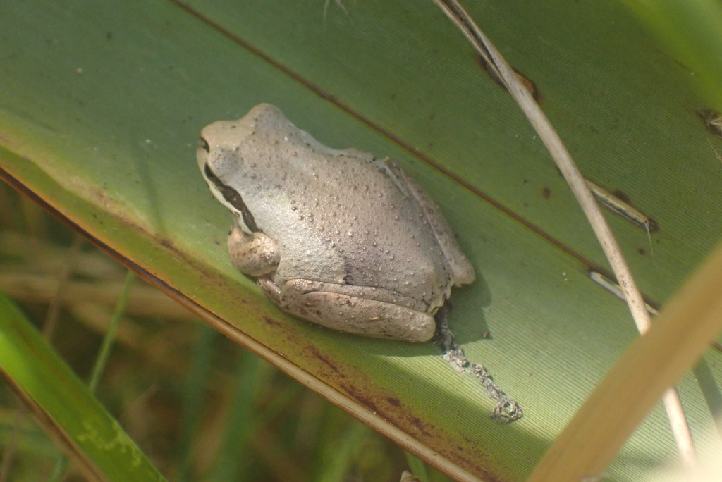 Southern Brown Tree Frog from Spencerville, Christchurch 8083, New ...