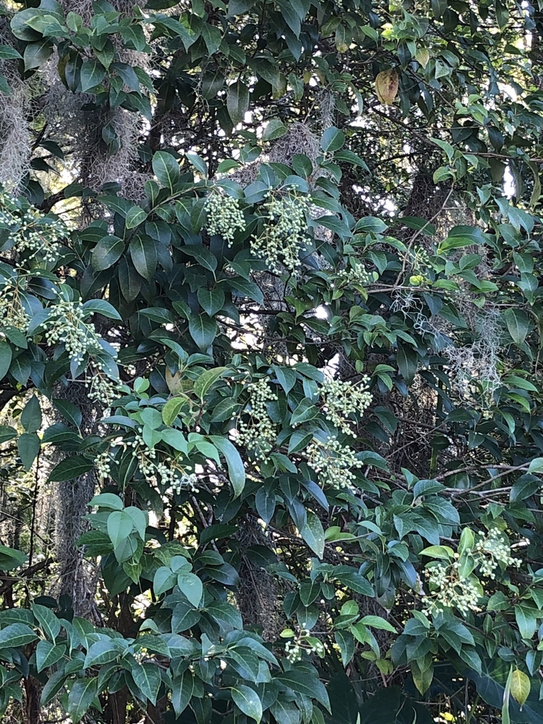 tree privet from University of Louisiana at Lafayette, Lafayette, LA ...